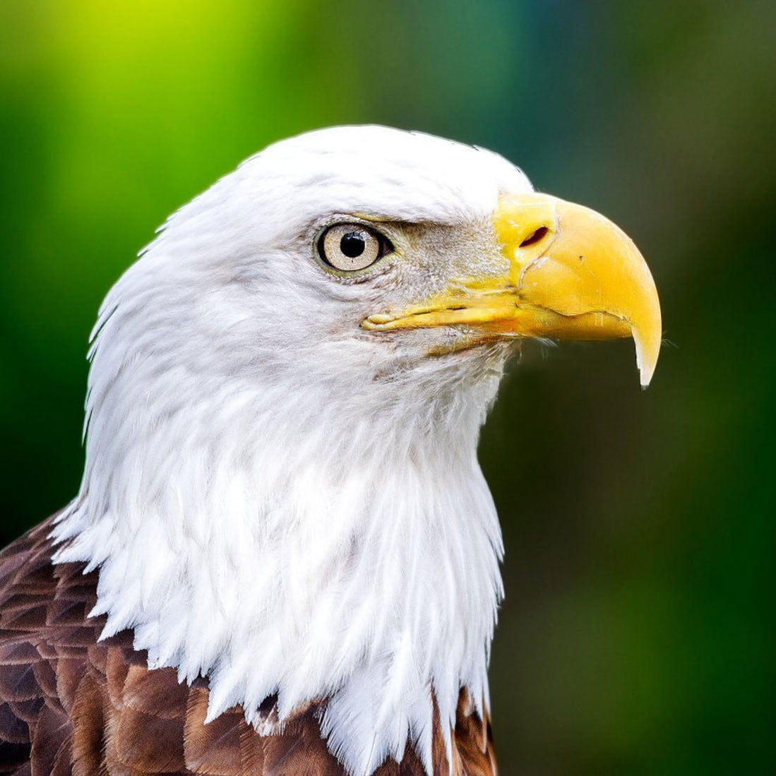 TECHING American Bald Eagle Model Kit with Flying and Flapping Wings ...