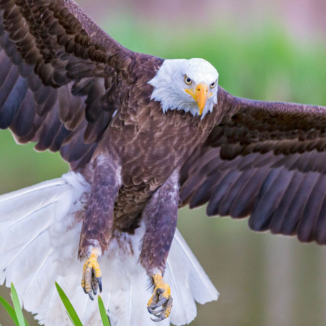 TECHING American Bald Eagle Model Kit with Flying and Flapping Wings ...
